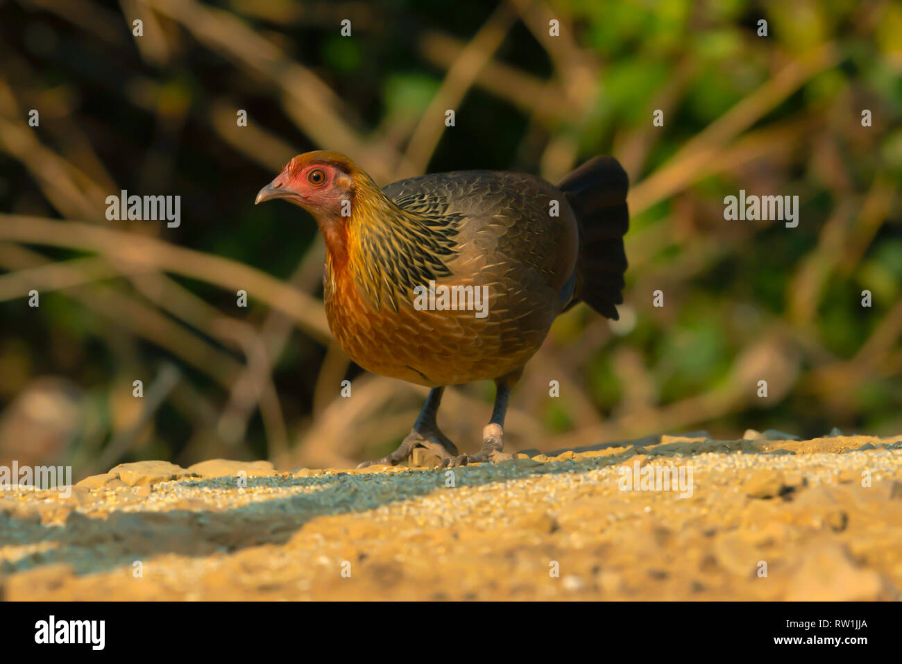 Red junglefowl, female, Gallus gallus, Sattal, Nainital, Uttarakhand ...