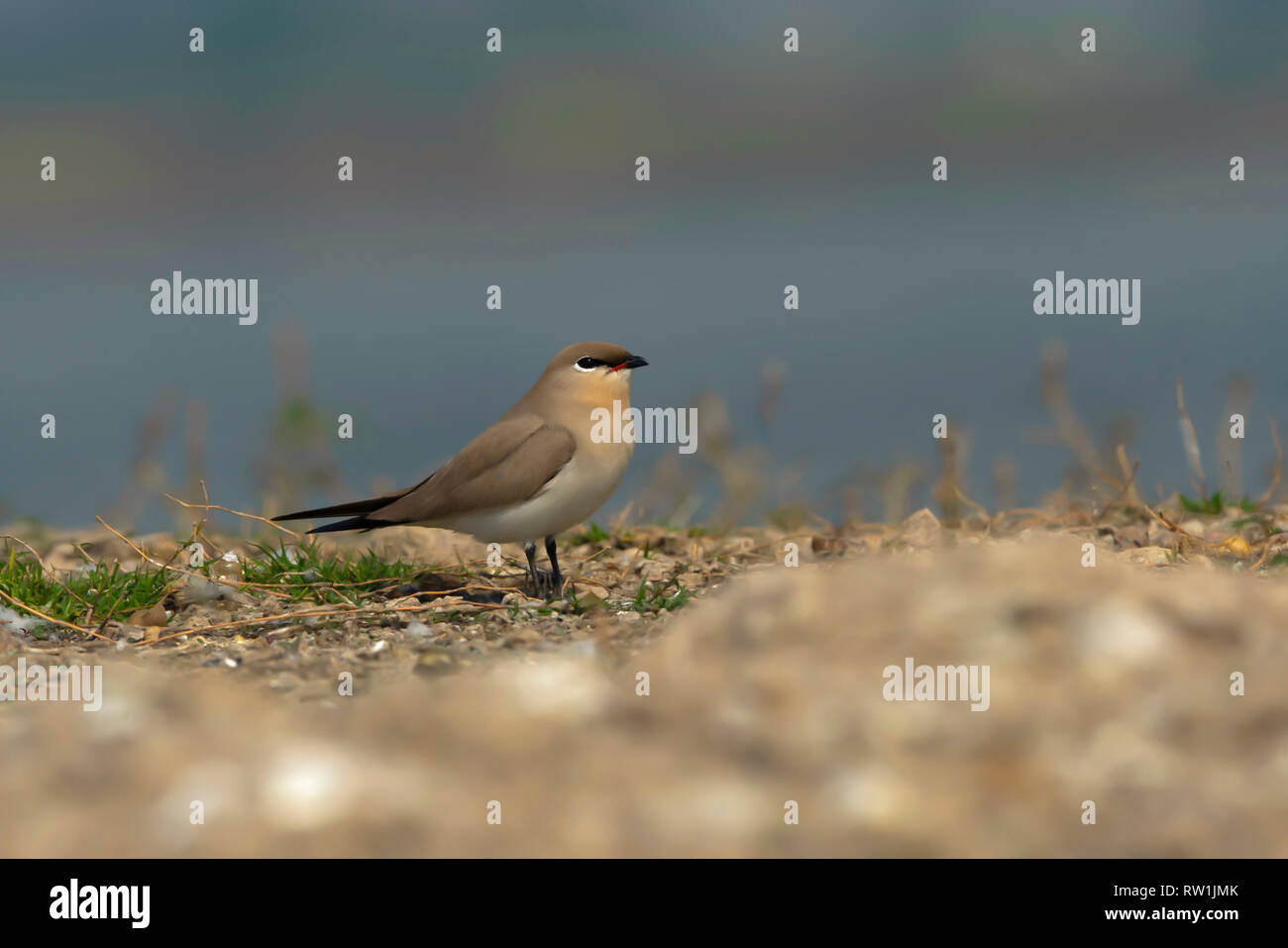 Glareola lactea hi-res stock photography and images - Alamy