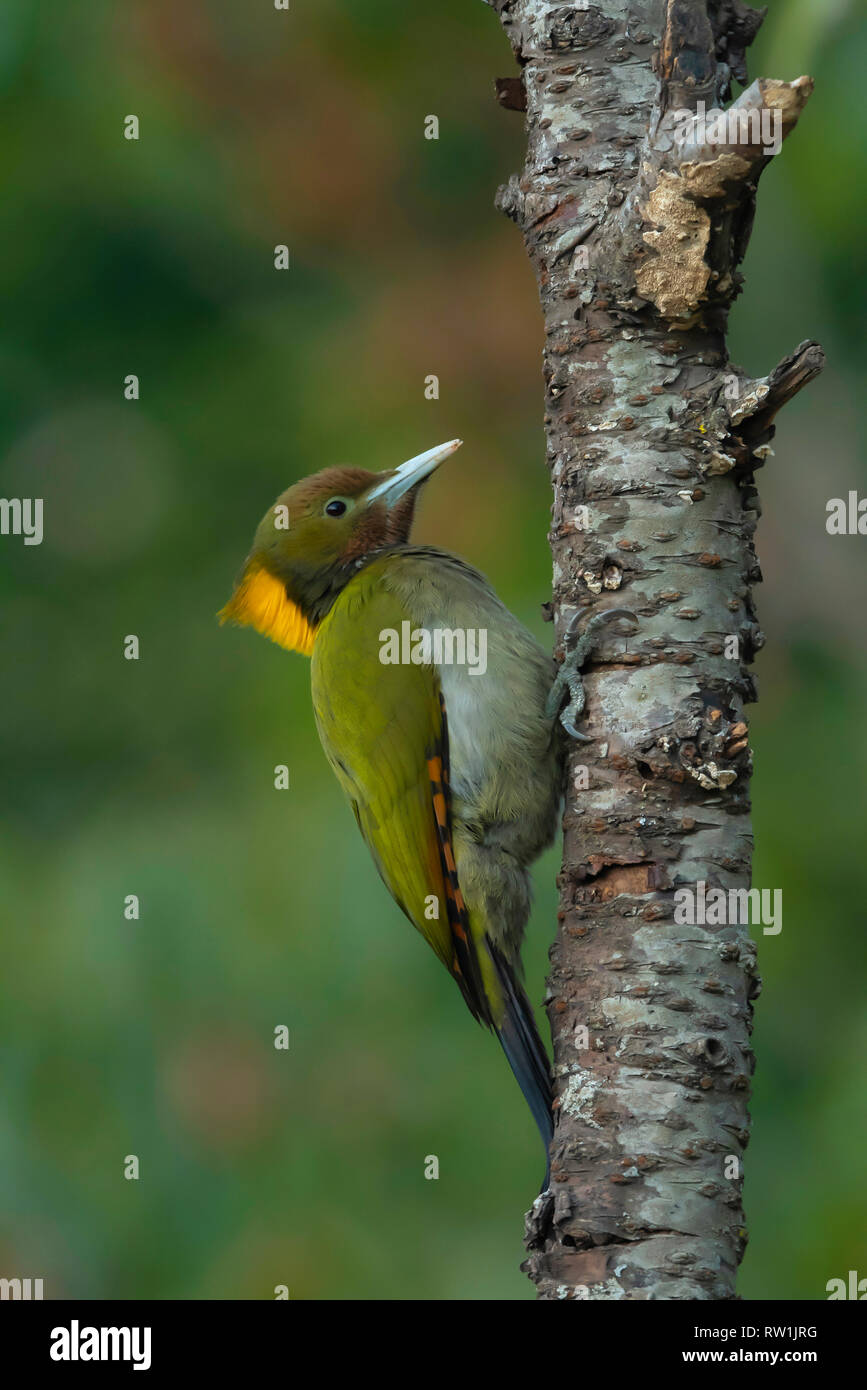 Greater yellownaped woodpecker hi-res stock photography and images - Alamy