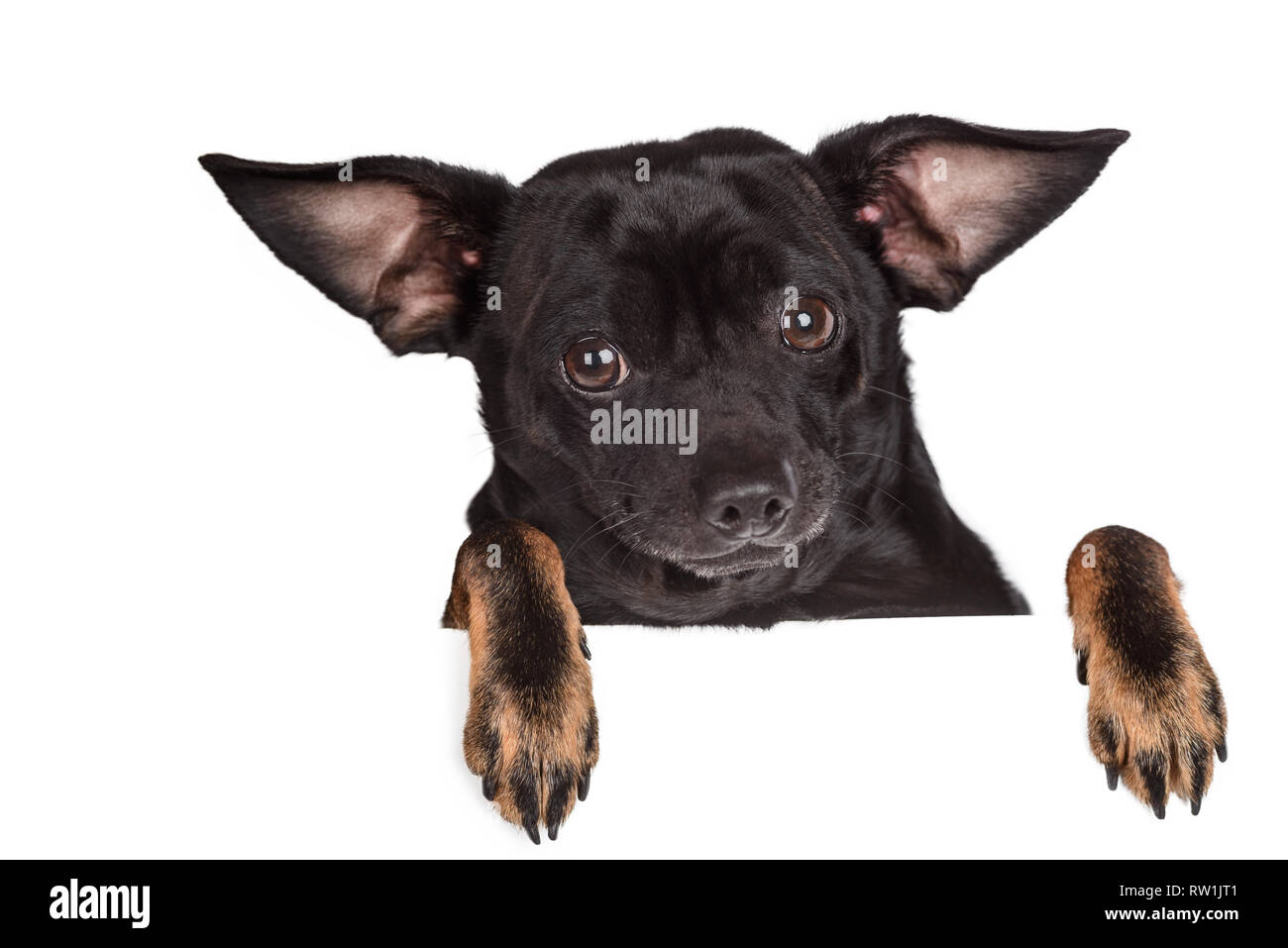 Small dog with innocent eyes Stock Photo - Alamy