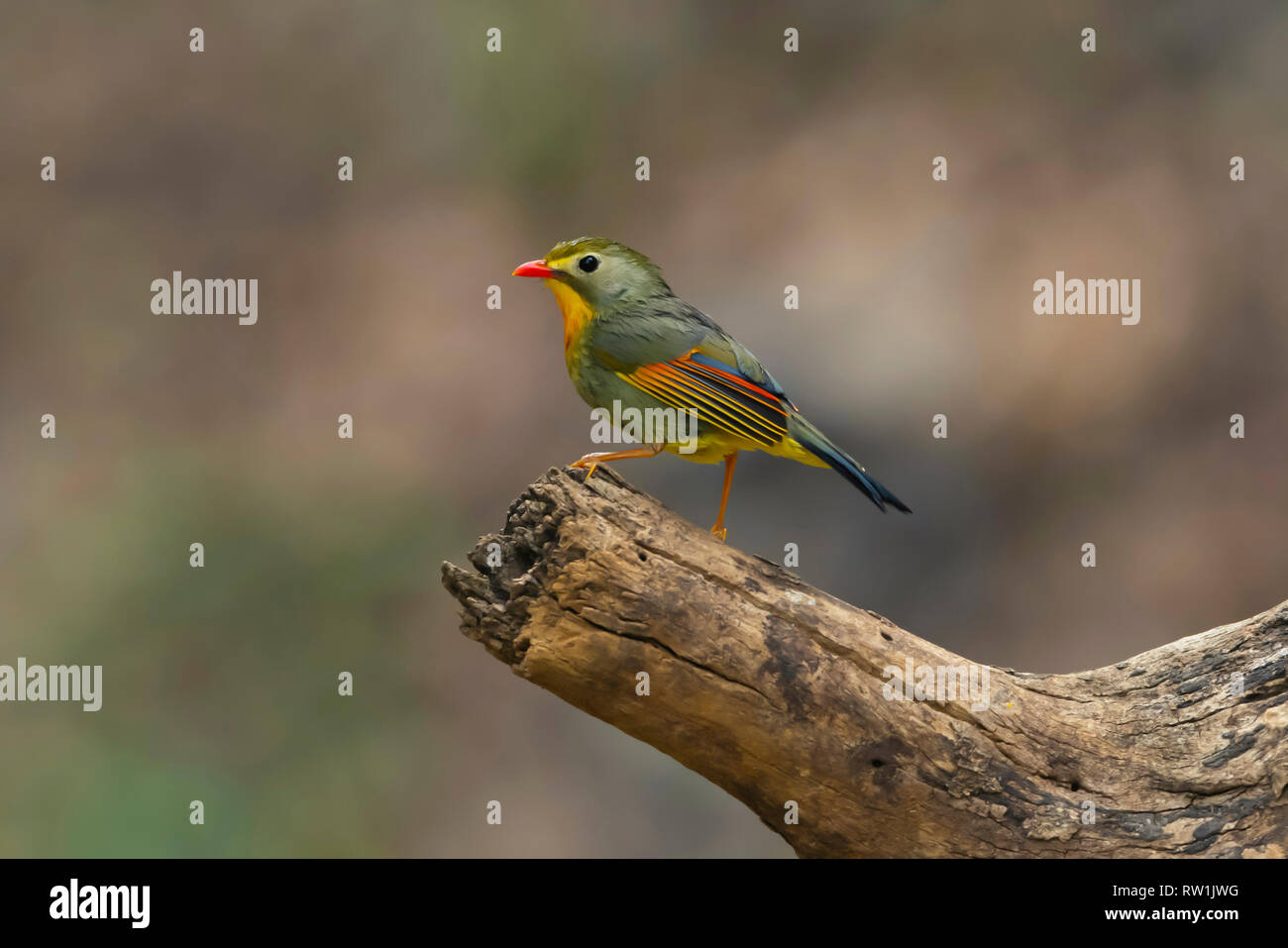 Red billed leiothrix, Leiothrix lutea, Sattal, Nainital, Uttarakhand ...