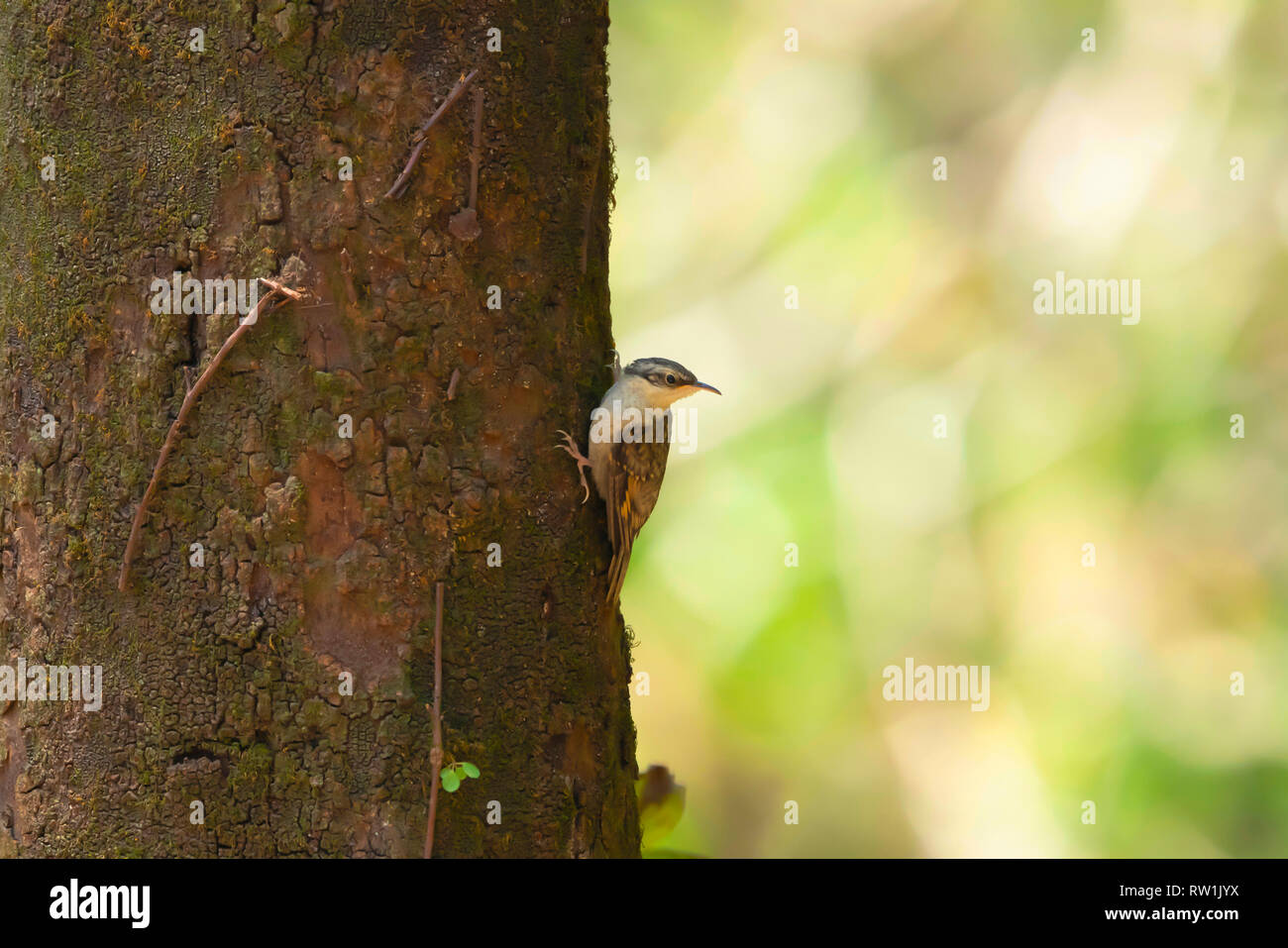 Bar tailed treecreeper, Certhia himalayana, Sattal, Nainital ...