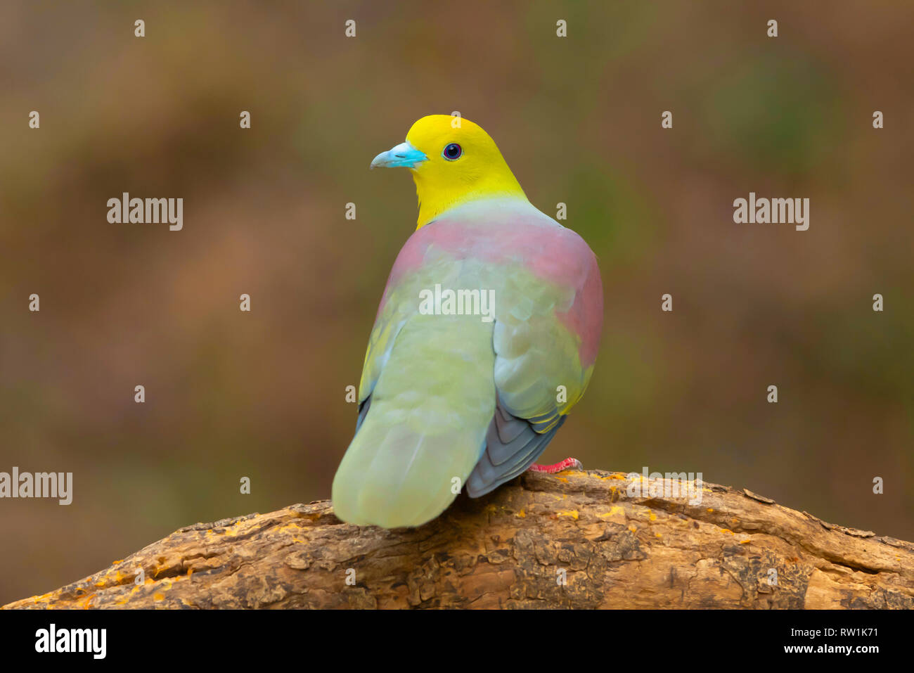 Wedge tailed green pigeon, Treron sphenurus, Sattal, Nainital ...