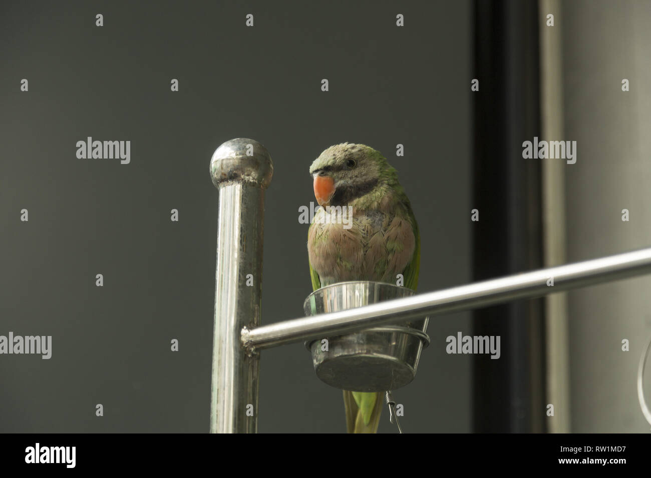 Parrot sitting on the rod Stock Photo - Alamy