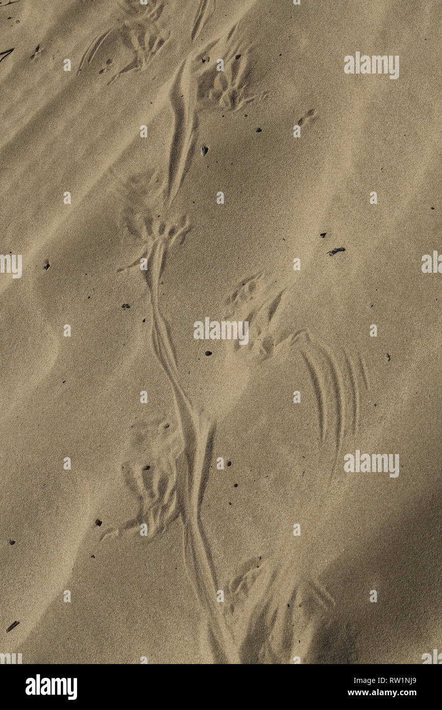Monitor prints in the sand Stock Photo - Alamy