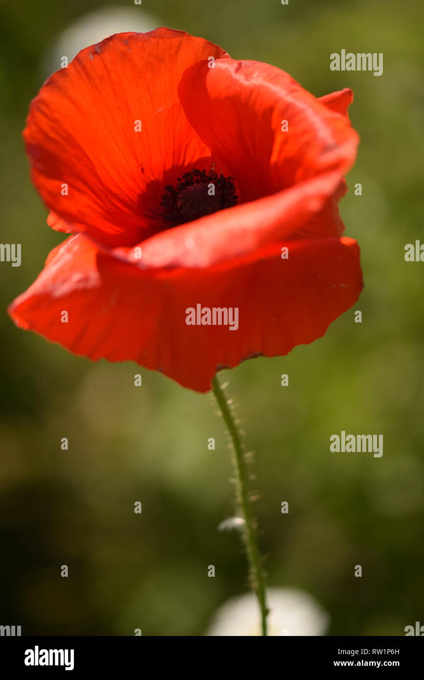 Single poppy in sunlight hi-res stock photography and images - Alamy
