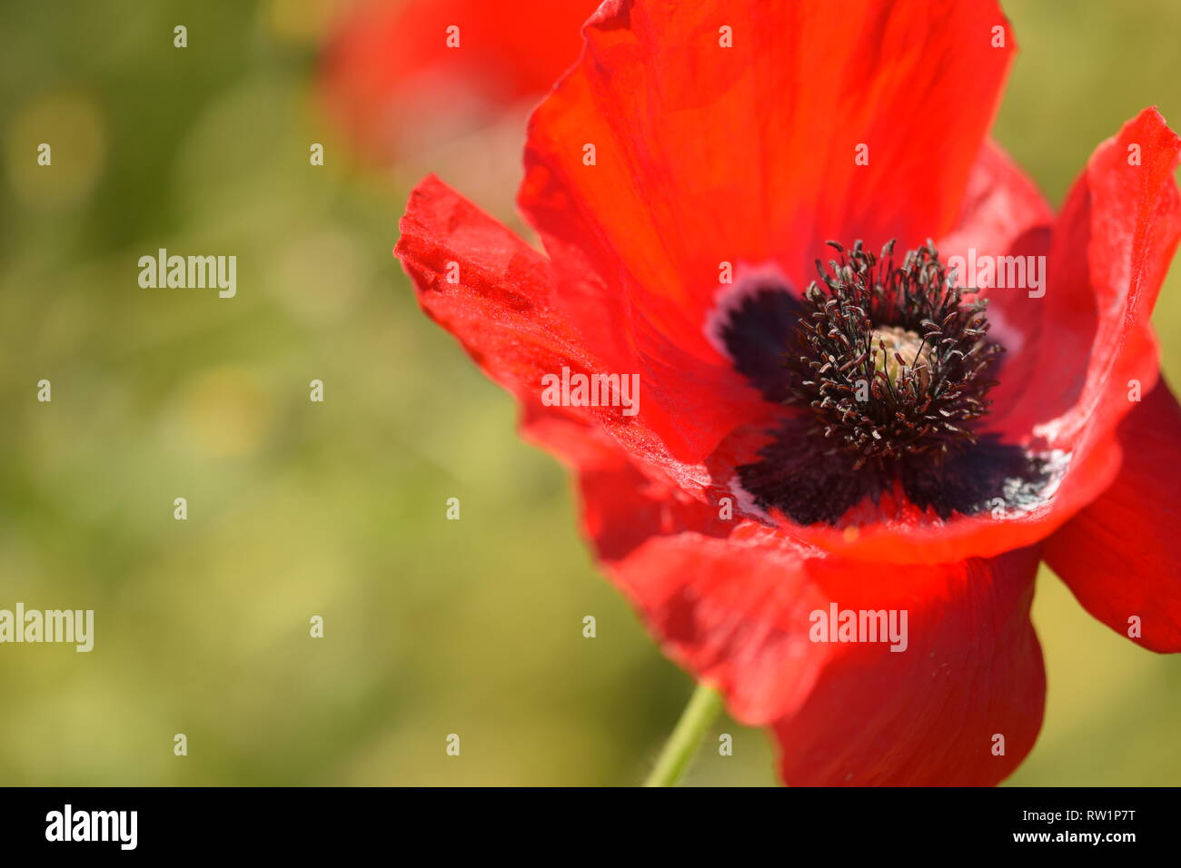 wild Poppy wide open Stock Photo - Alamy