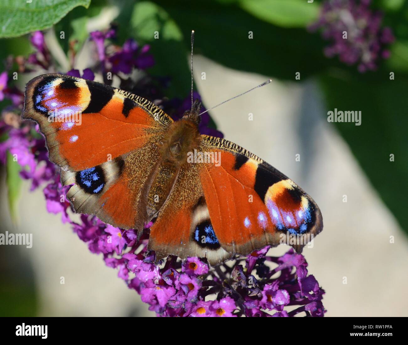 Butterfly from above hi-res stock photography and images - Alamy