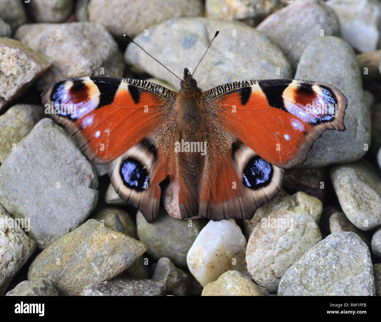 Butterfly resting on stones hi-res stock photography and images - Alamy