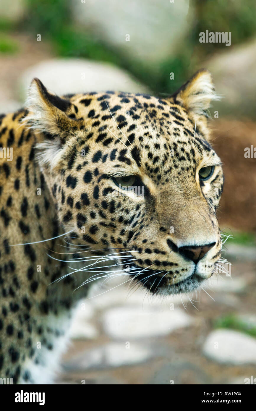 Portrait of a predatory spotted animal Leopard Stock Photo - Alamy