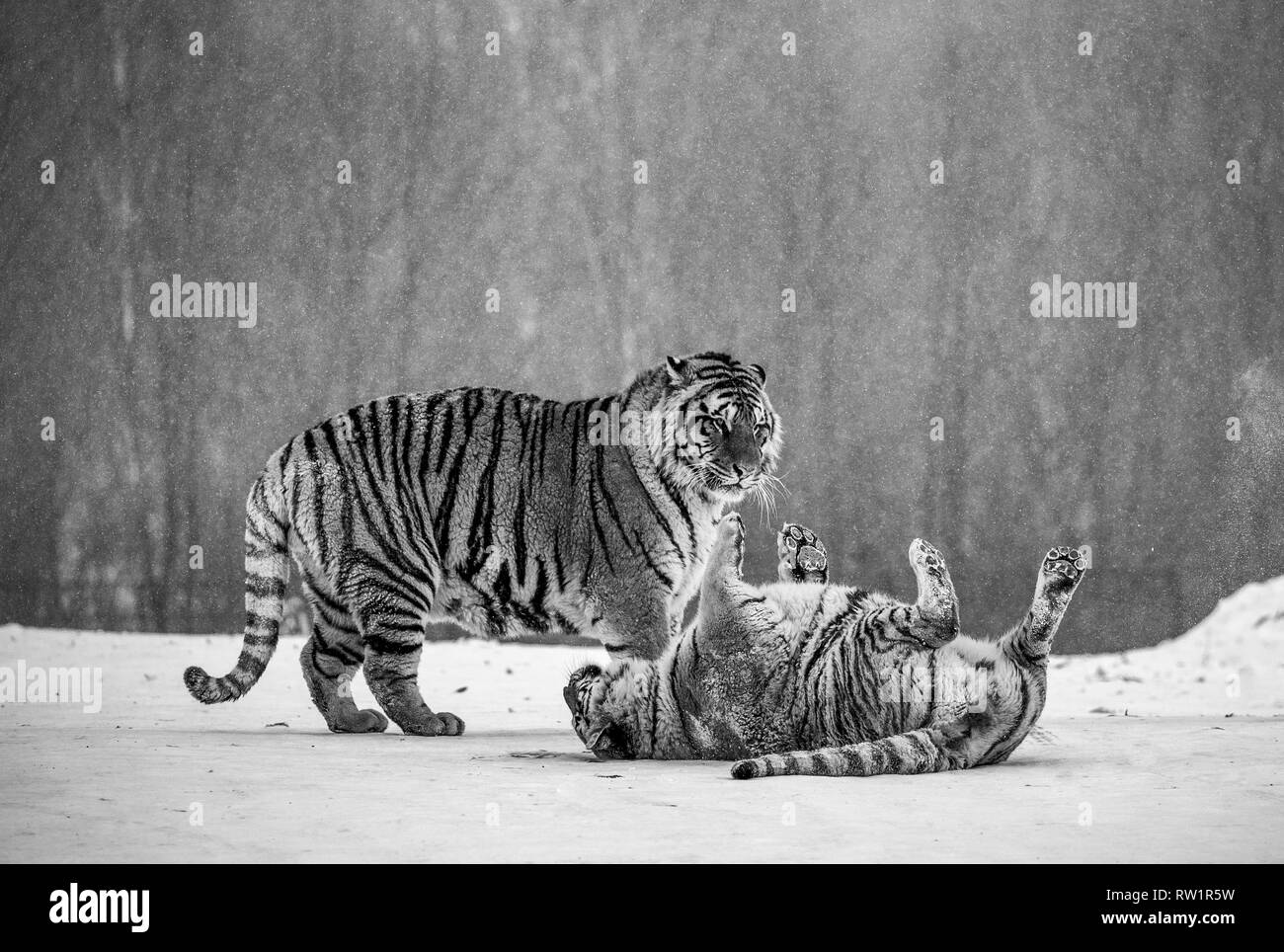 Play as tiger Black and White Stock Photos & Images - Alamy
