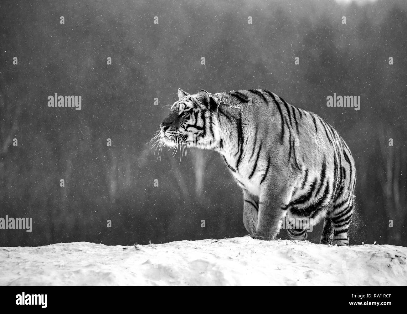 Tiger nursery Black and White Stock Photos & Images - Alamy