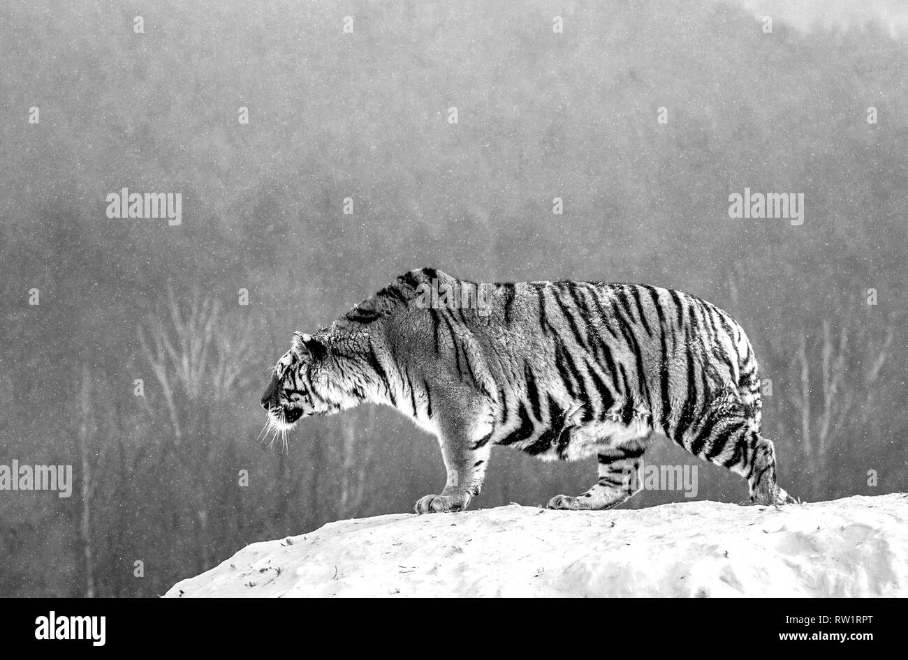 Nursery environment Black and White Stock Photos & Images - Alamy