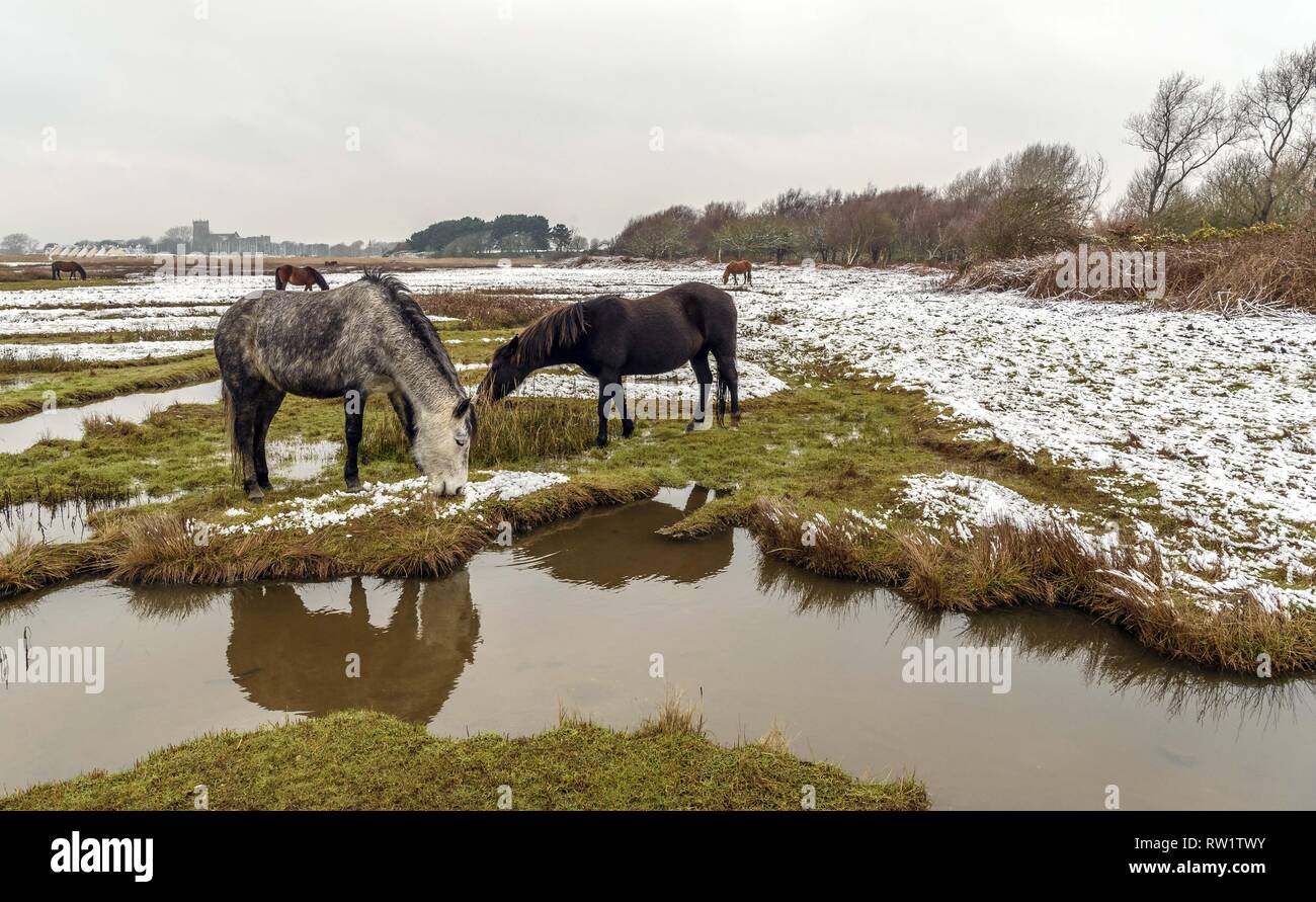 Stanpit Marsh is a nature reserve within Christchurch harbour Where ...