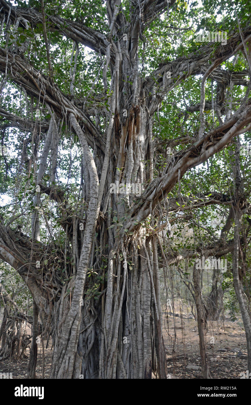 Indien. 31st Jan, 2019. Ranthambore National Park in the north of India ...