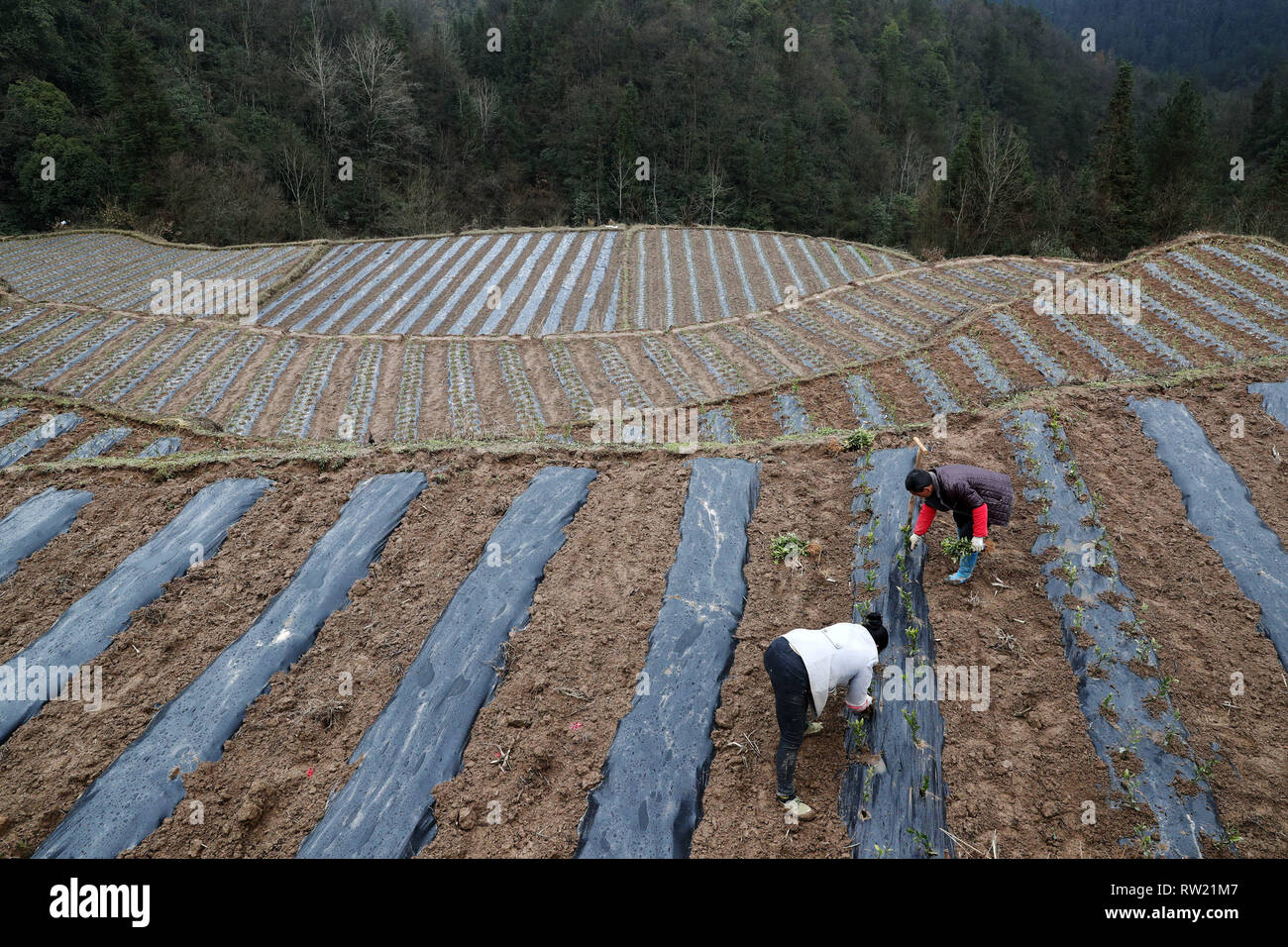 Chongqin, Chongqin, China. 4th Mar, 2019. Chongqing, CHINA-Peasants are ...