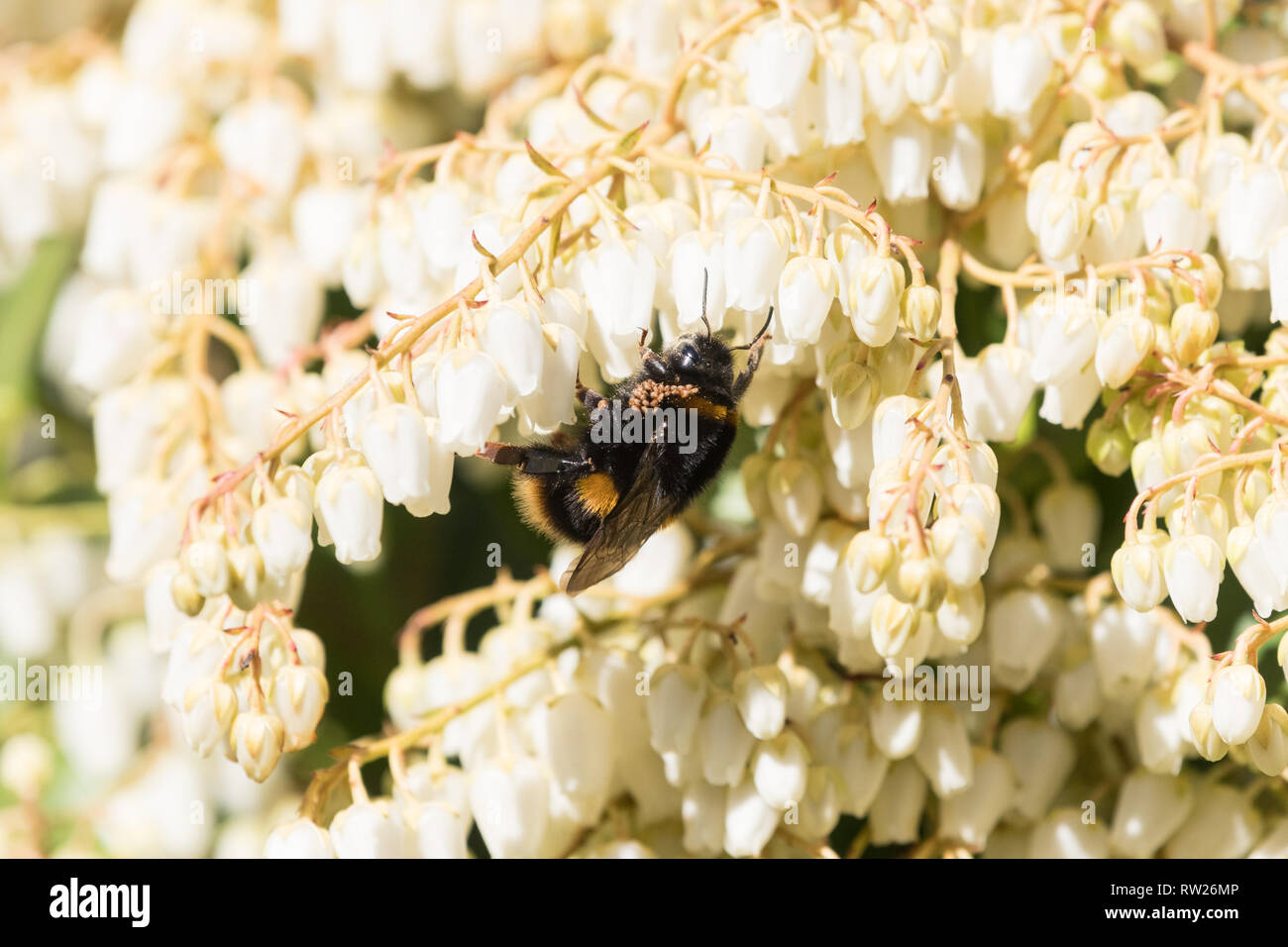 Tiny mites hi-res stock photography and images - Alamy