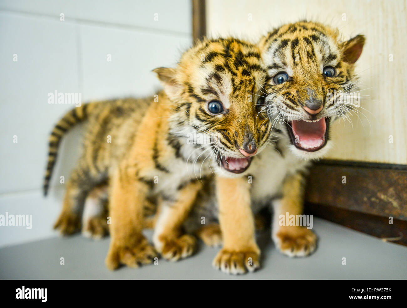 Luoyang, China. 4th Mar, 2019.Six new-born adorable South China tiger ...