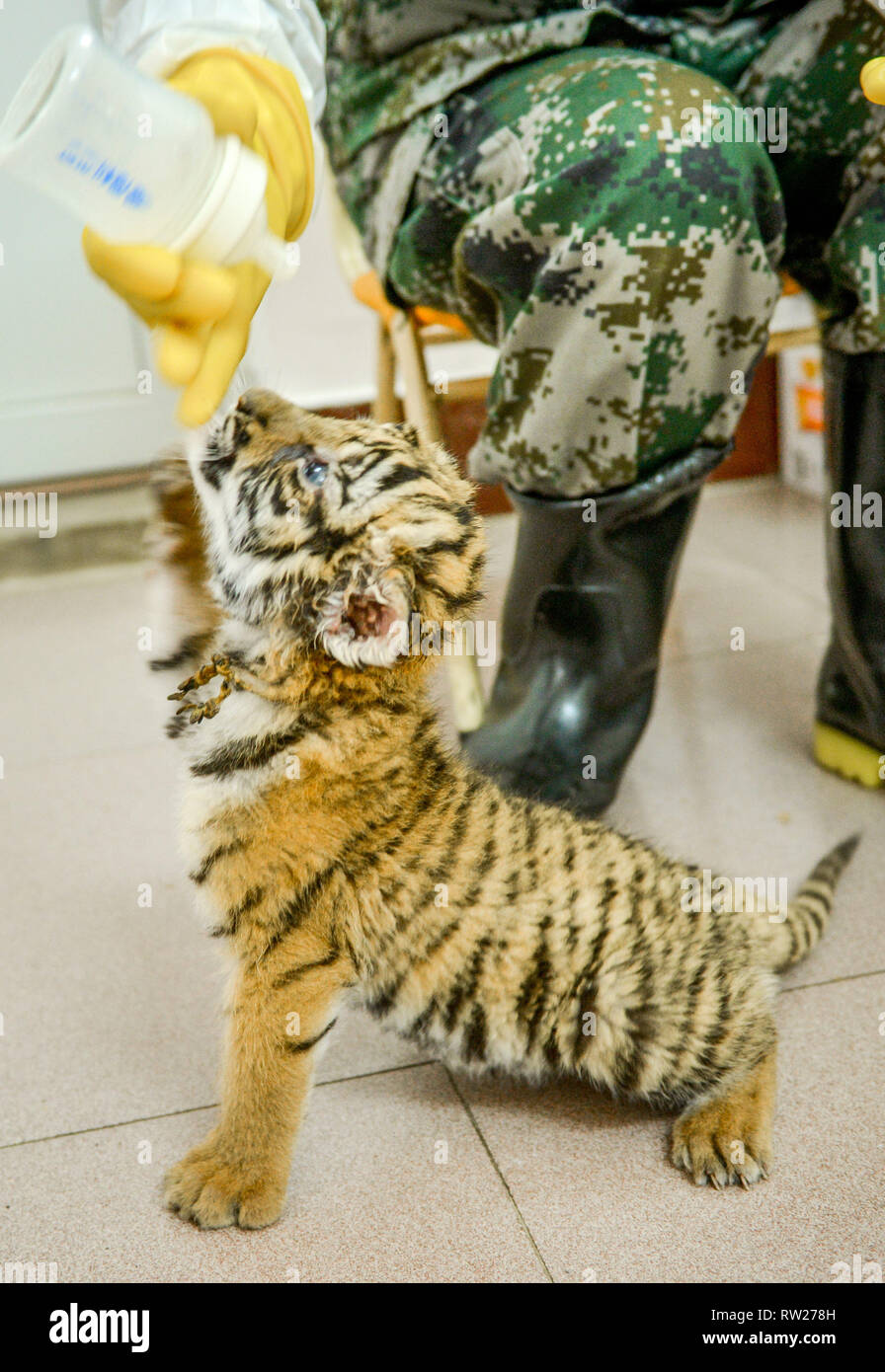 South china tiger cub hi-res stock photography and images - Alamy