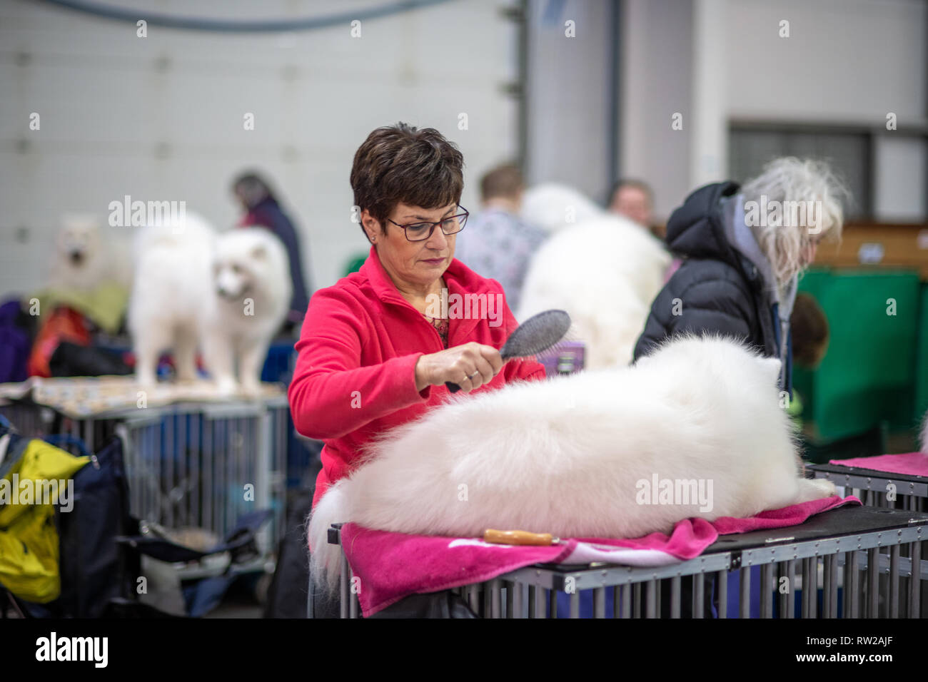 Samoyed woman hi-res stock photography and images - Alamy