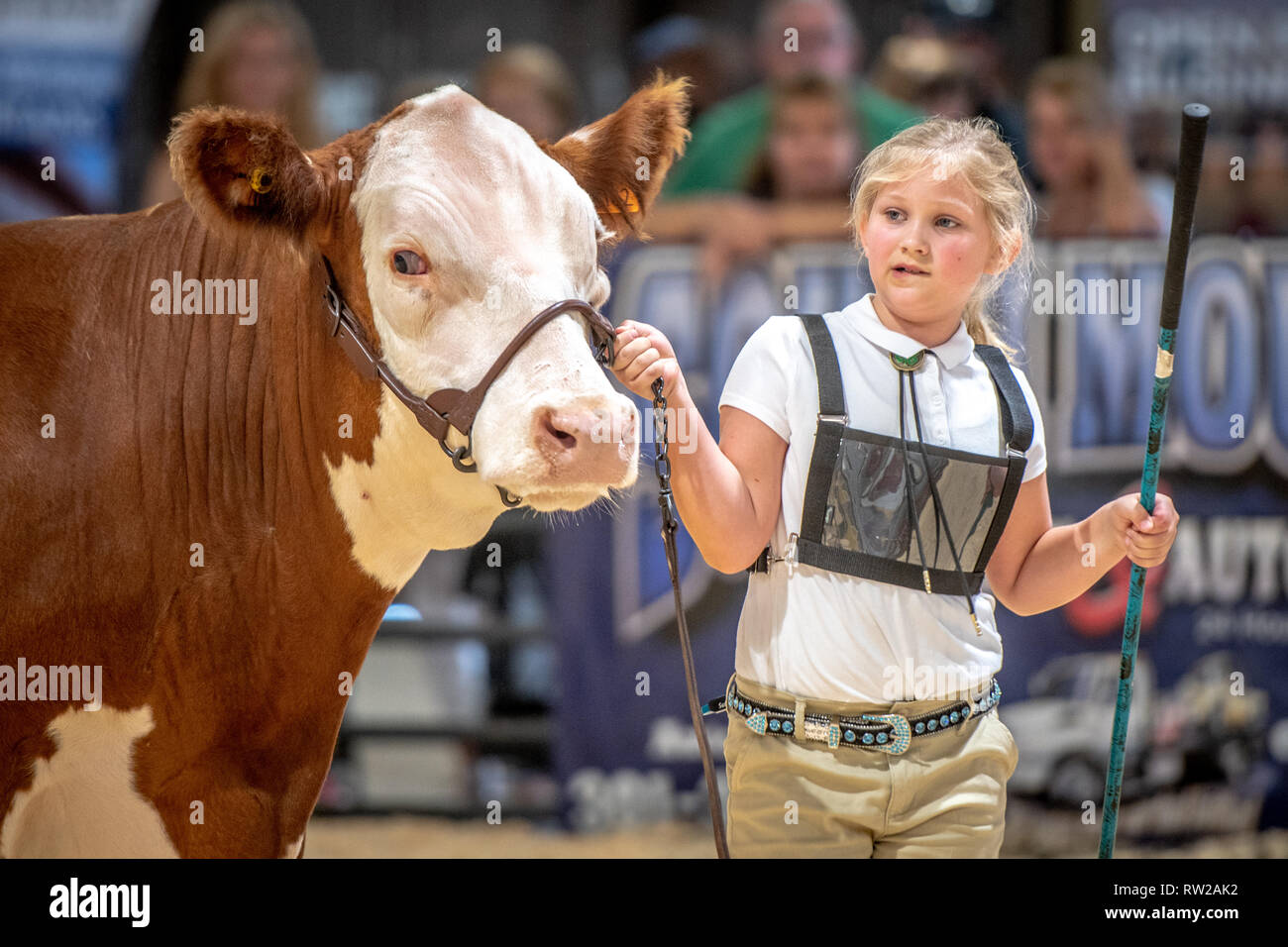 Young girl pulls lead of cow in arena during animal judging at fair ...