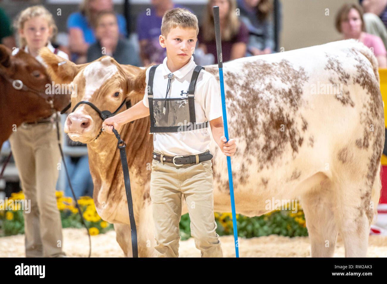 Young boy pulls lead of cow in arena during animal judging at fair ...