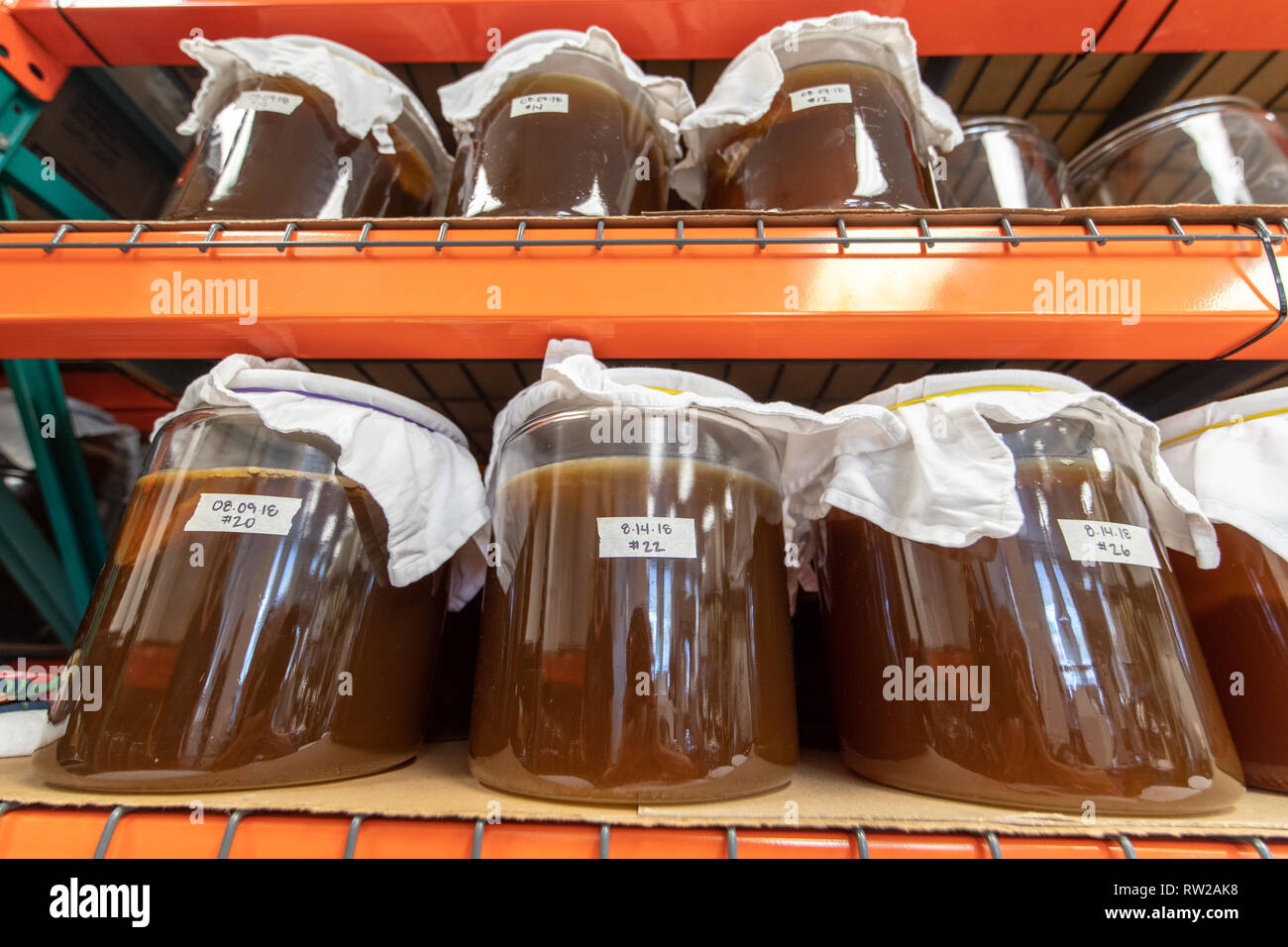 Glass containers with fermenting kombucha inside them, Baltimore, MD ...