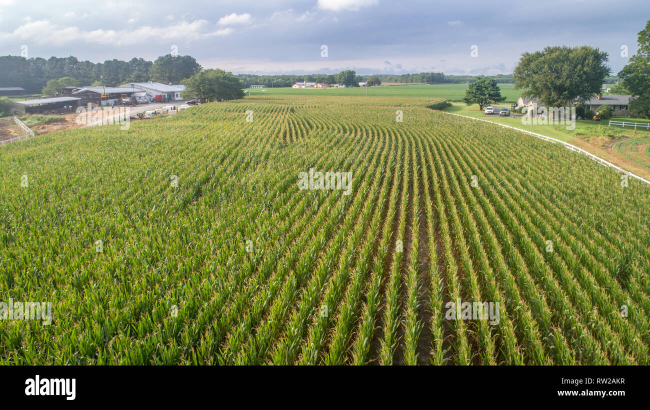 Aerial view of corn growing in field with farm buildings and ...