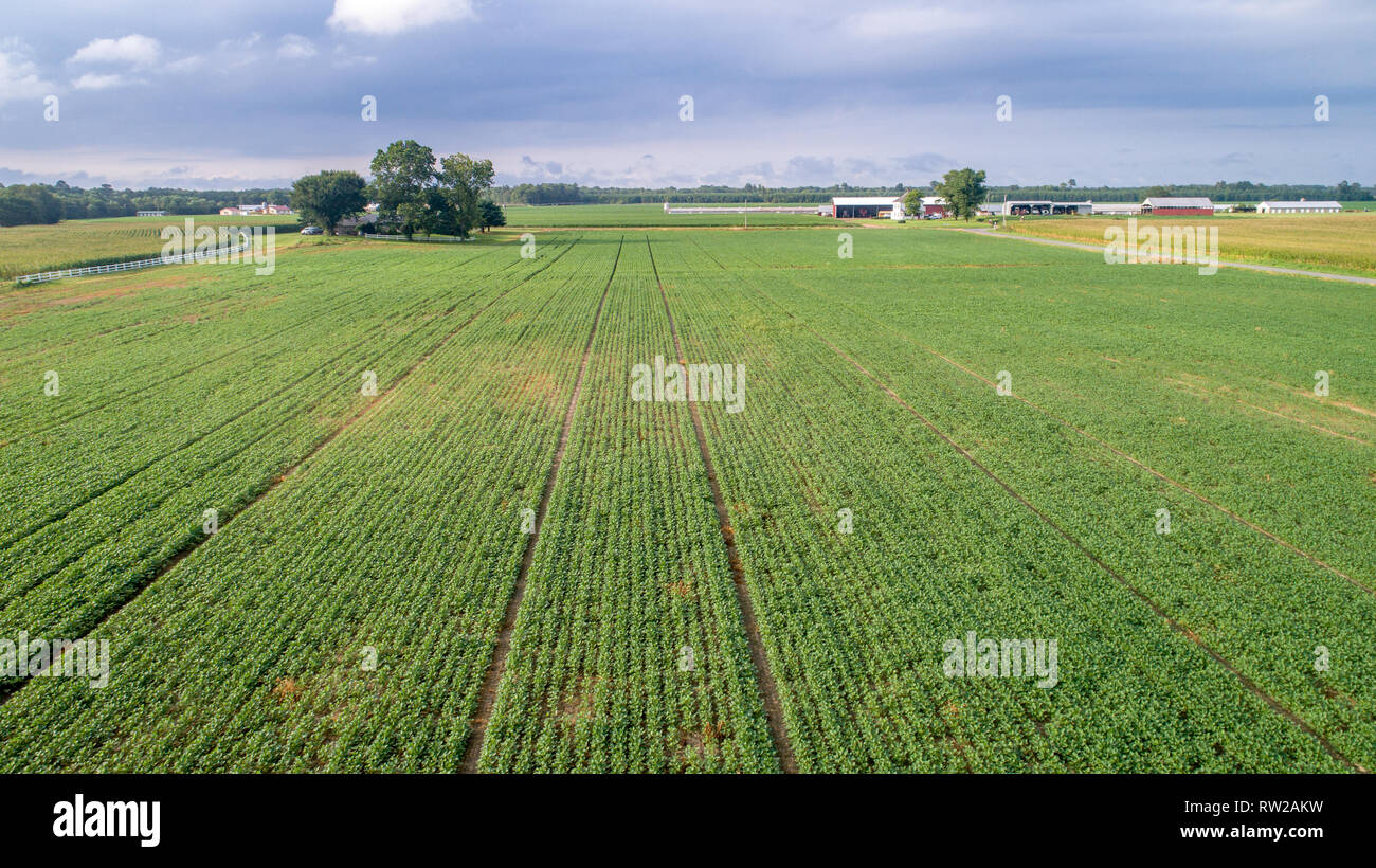 Aerial view corn field with farm buildings in the distance, Pokomoke ...