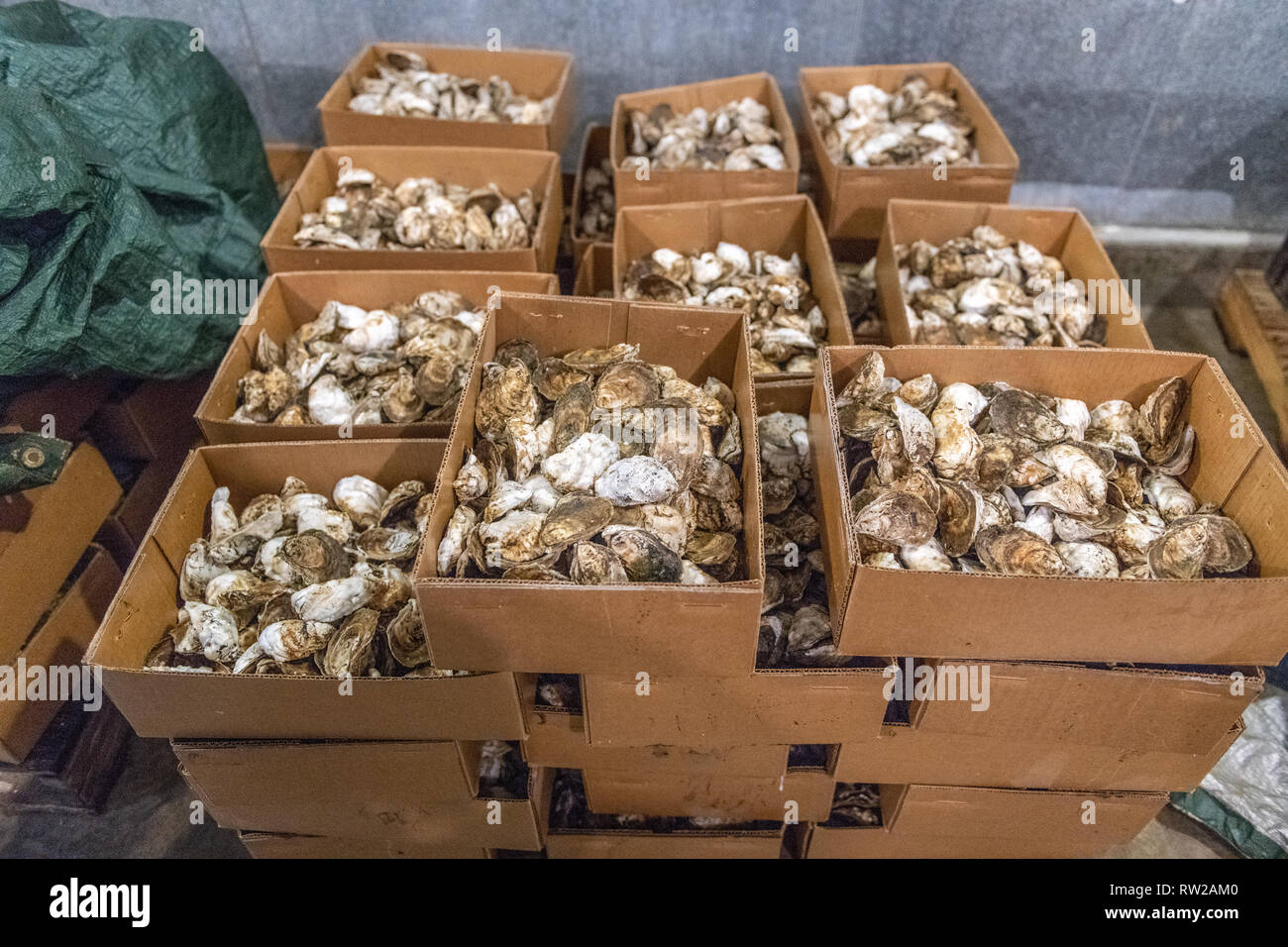 Stacked cardboard boxes full of farm raised oysters Hollywood, Maryland ...