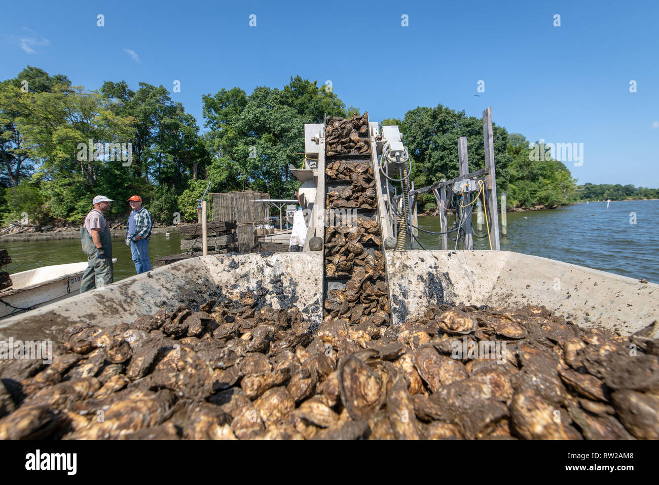 Oysters go up upfeed conveyor of oyster sorting tumbler, Hollywood ...