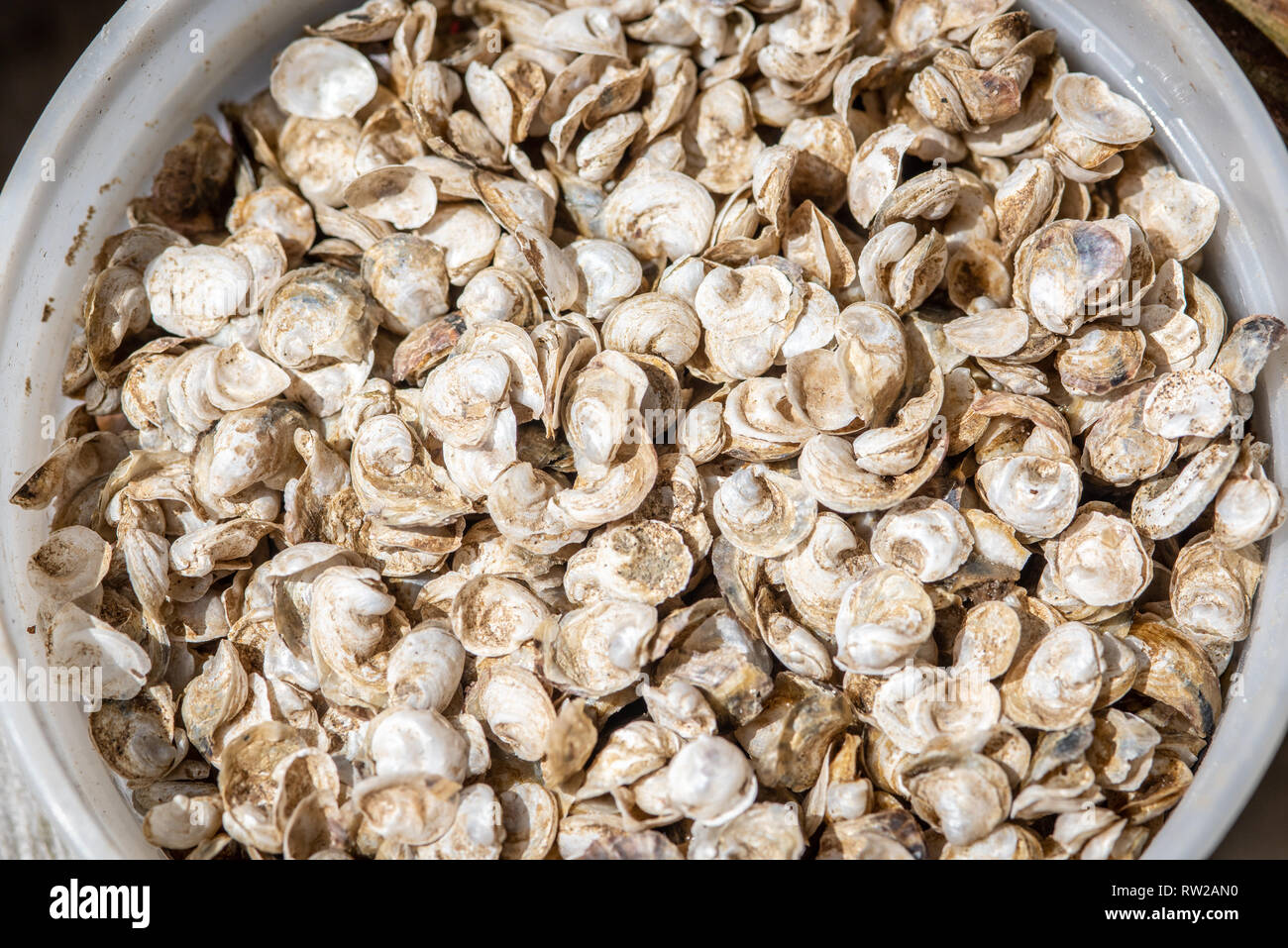 Plastic bin full of old oyster shells, Hollywood, Maryland Stock Photo ...