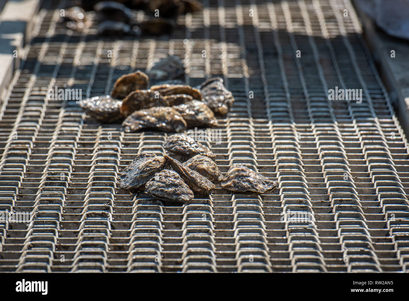 Oysters make their way down conveyor belt of oyster sorting tumbler ...