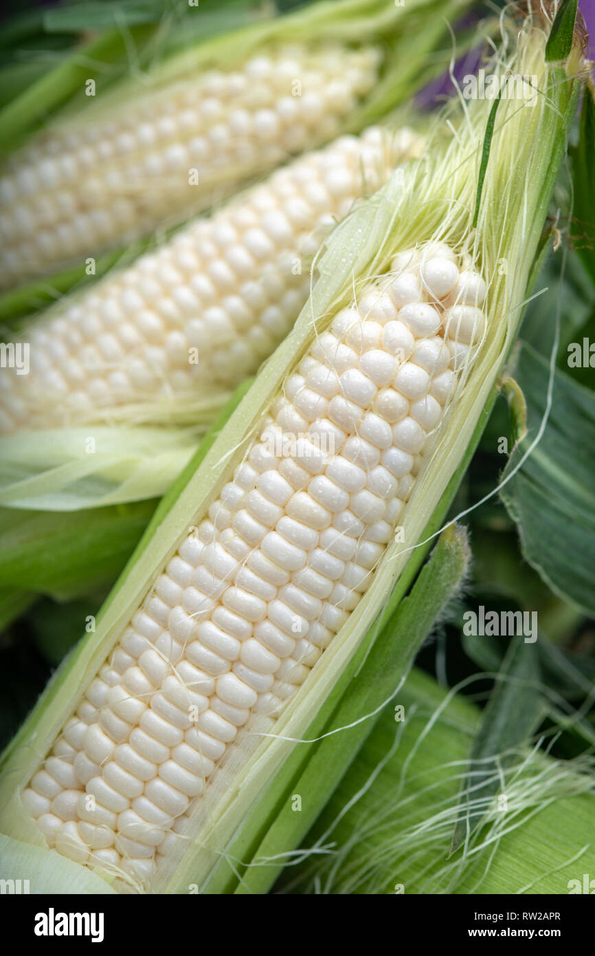 White Corn Images