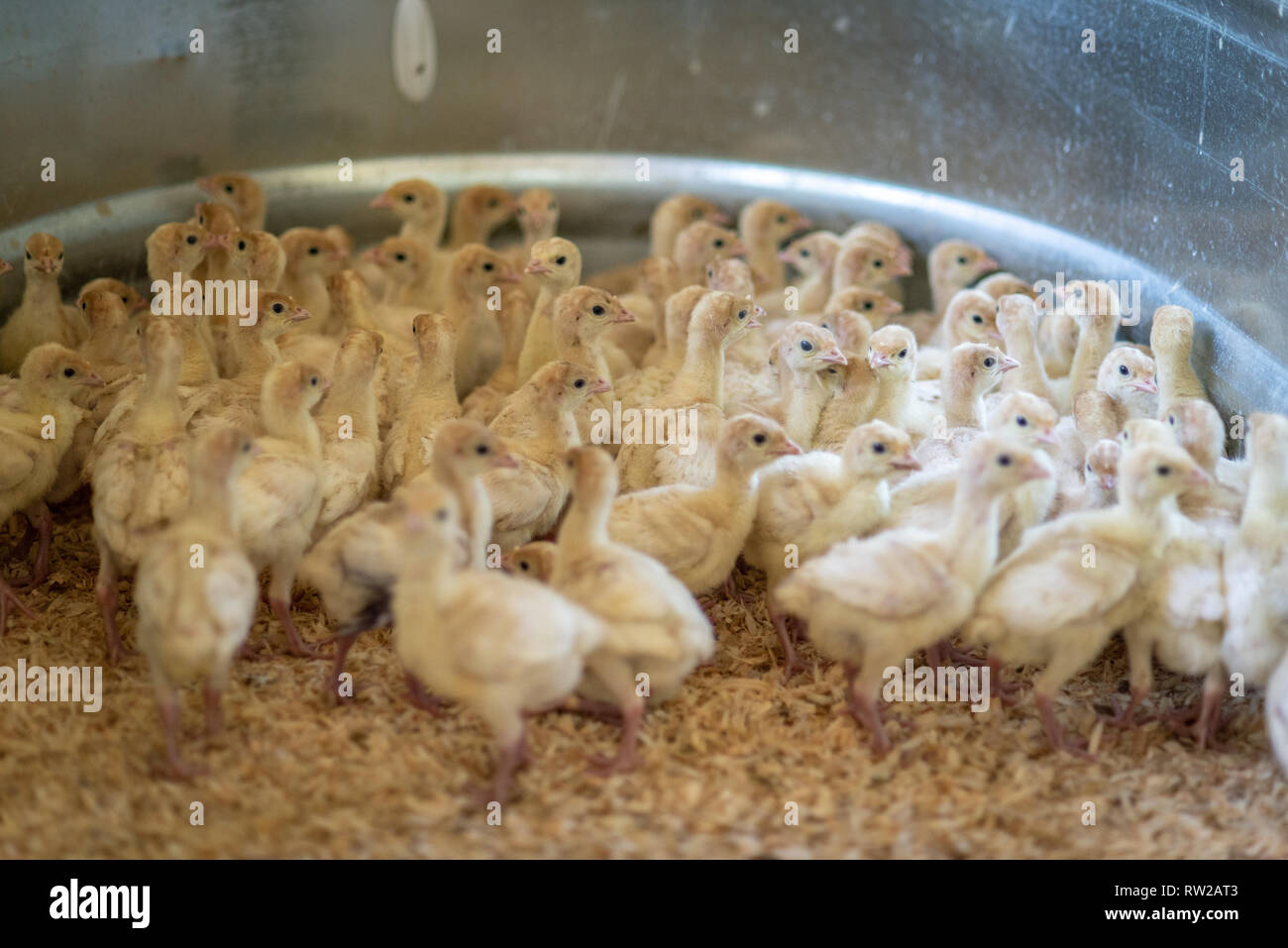 Group of baby turkeys (poults) bunch together inside bin, Saint Leonard ...