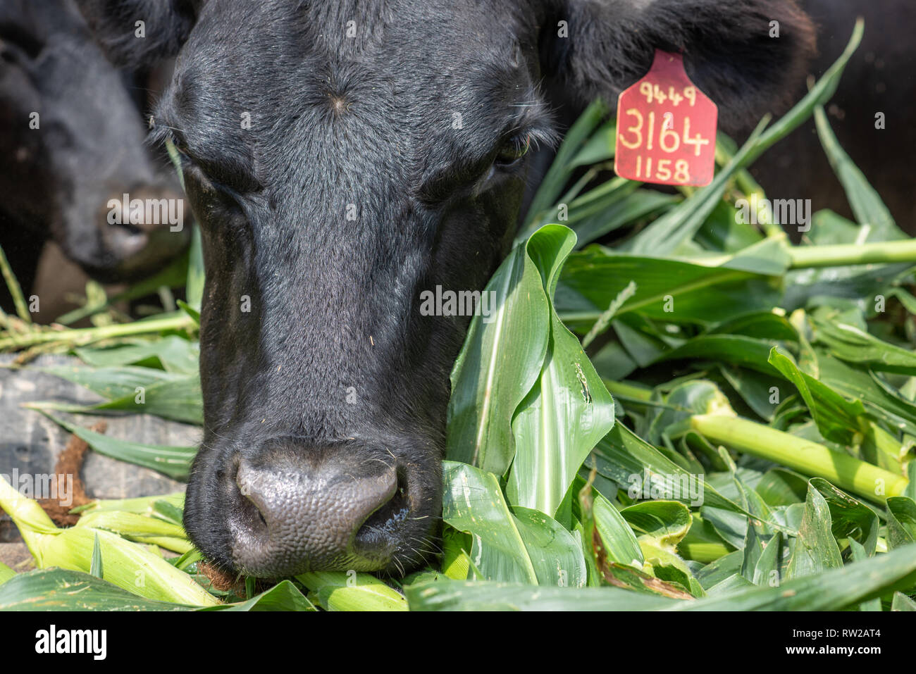 Cow eating corn close up hi-res stock photography and images - Alamy