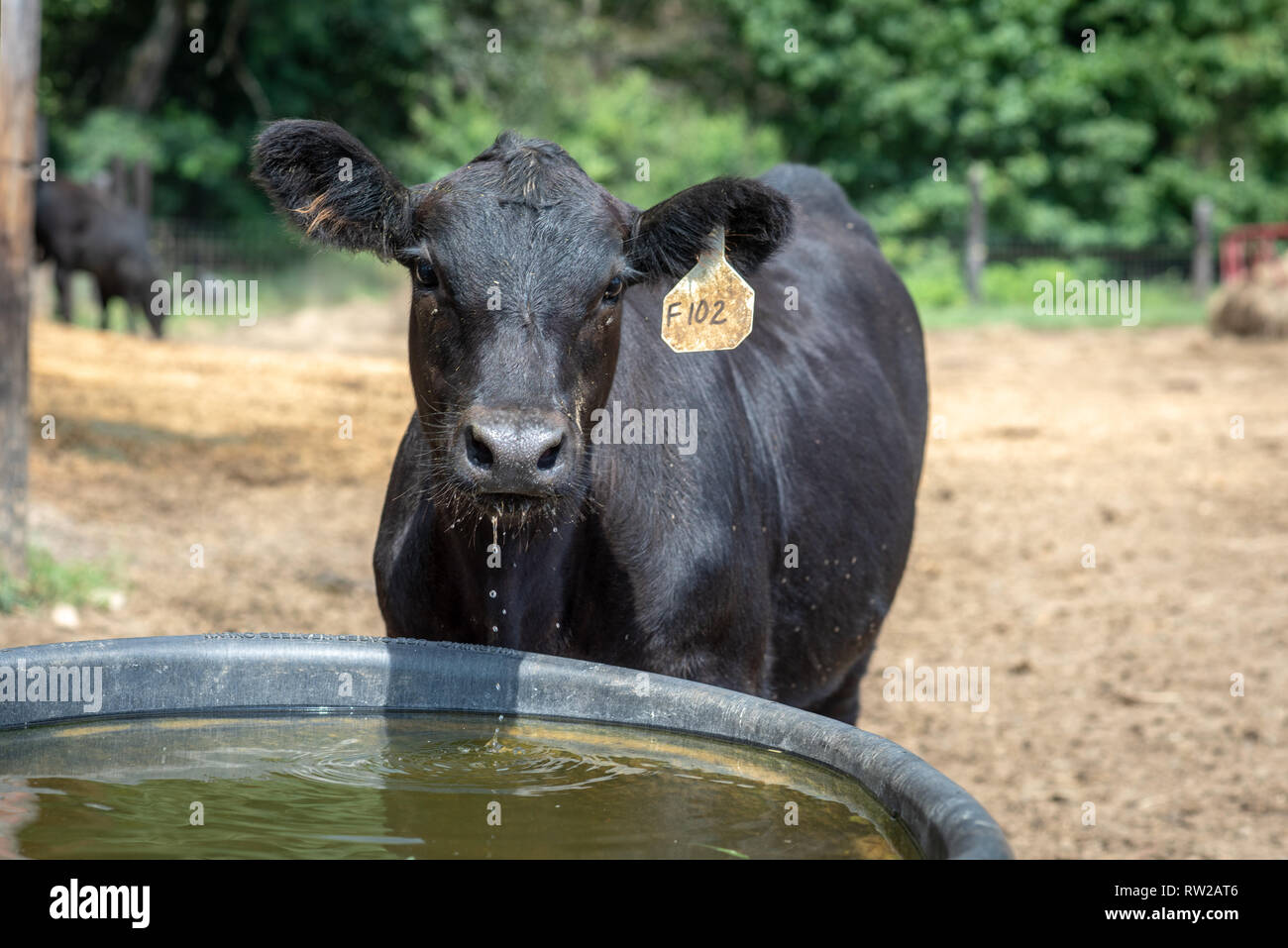 Cows water trough hi-res stock photography and images - Alamy