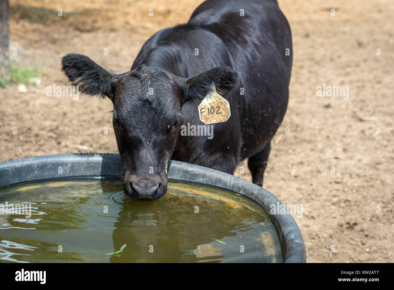 Angus cow takes a drink of water from trough, Valley Lee, Maryland ...