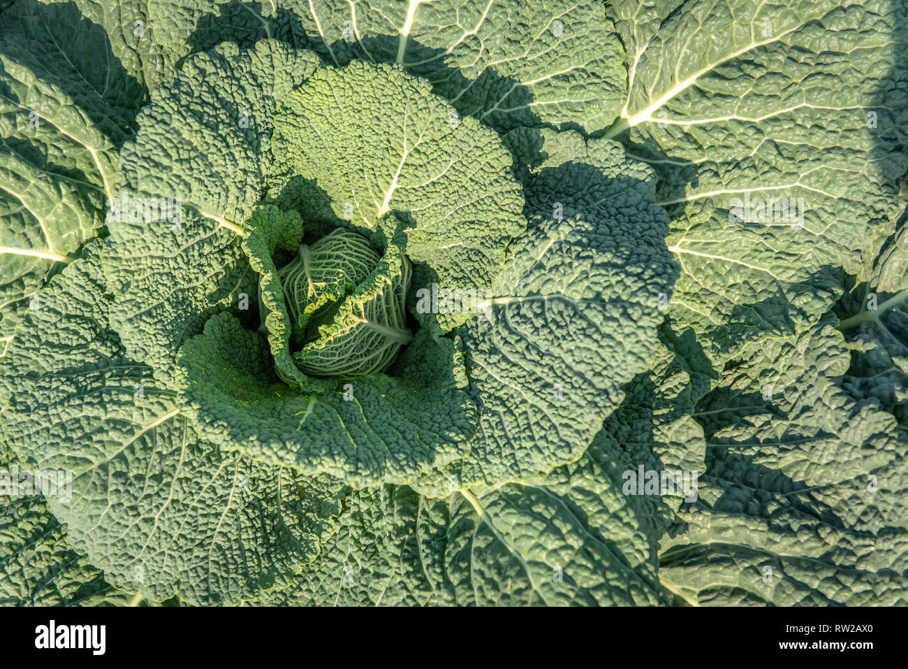 Forming cabbage head hi-res stock photography and images - Alamy