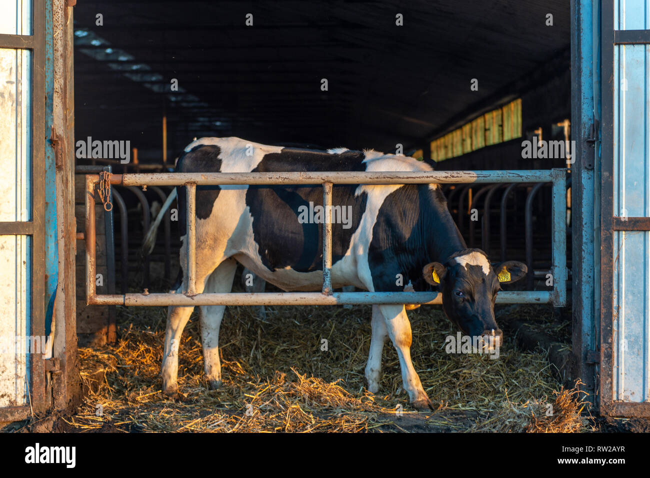Cow head gate hi-res stock photography and images - Alamy