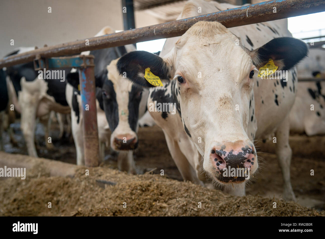 Frontal shot hi-res stock photography and images - Alamy