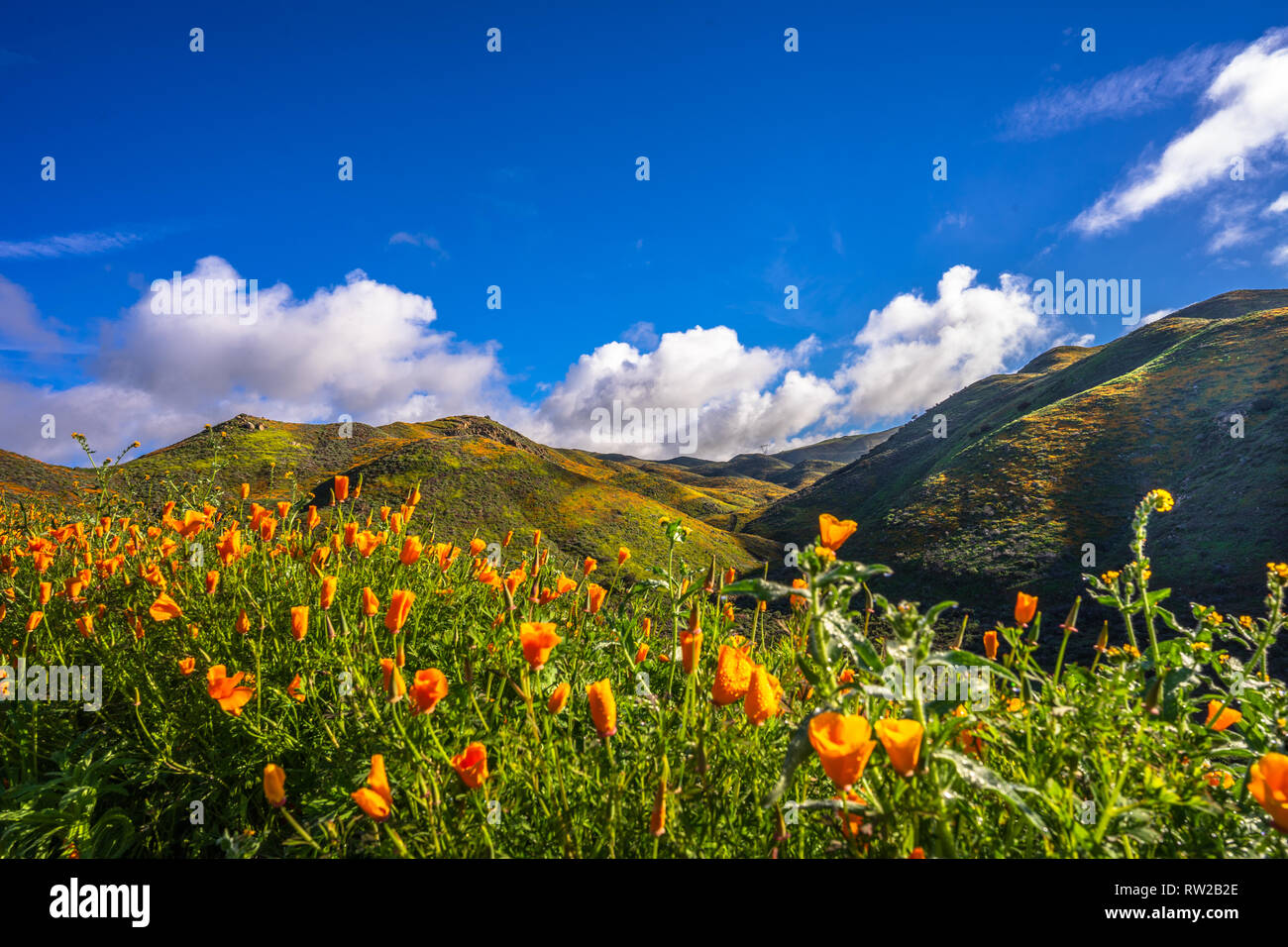 Wildflower Super Bloom Stock Photo - Alamy