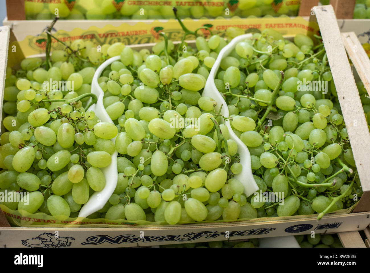 Close shot of white grapes (Vitis vinifera) laying in a wooden box ...