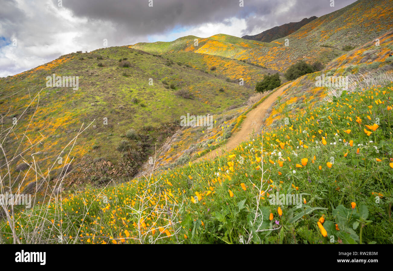 Wildflower Super Bloom Stock Photo - Alamy