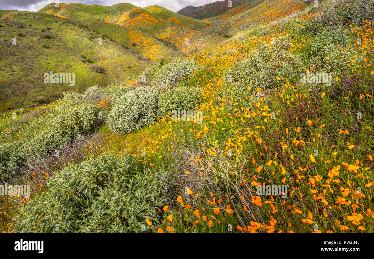 Wildflower Super Bloom Stock Photo - Alamy