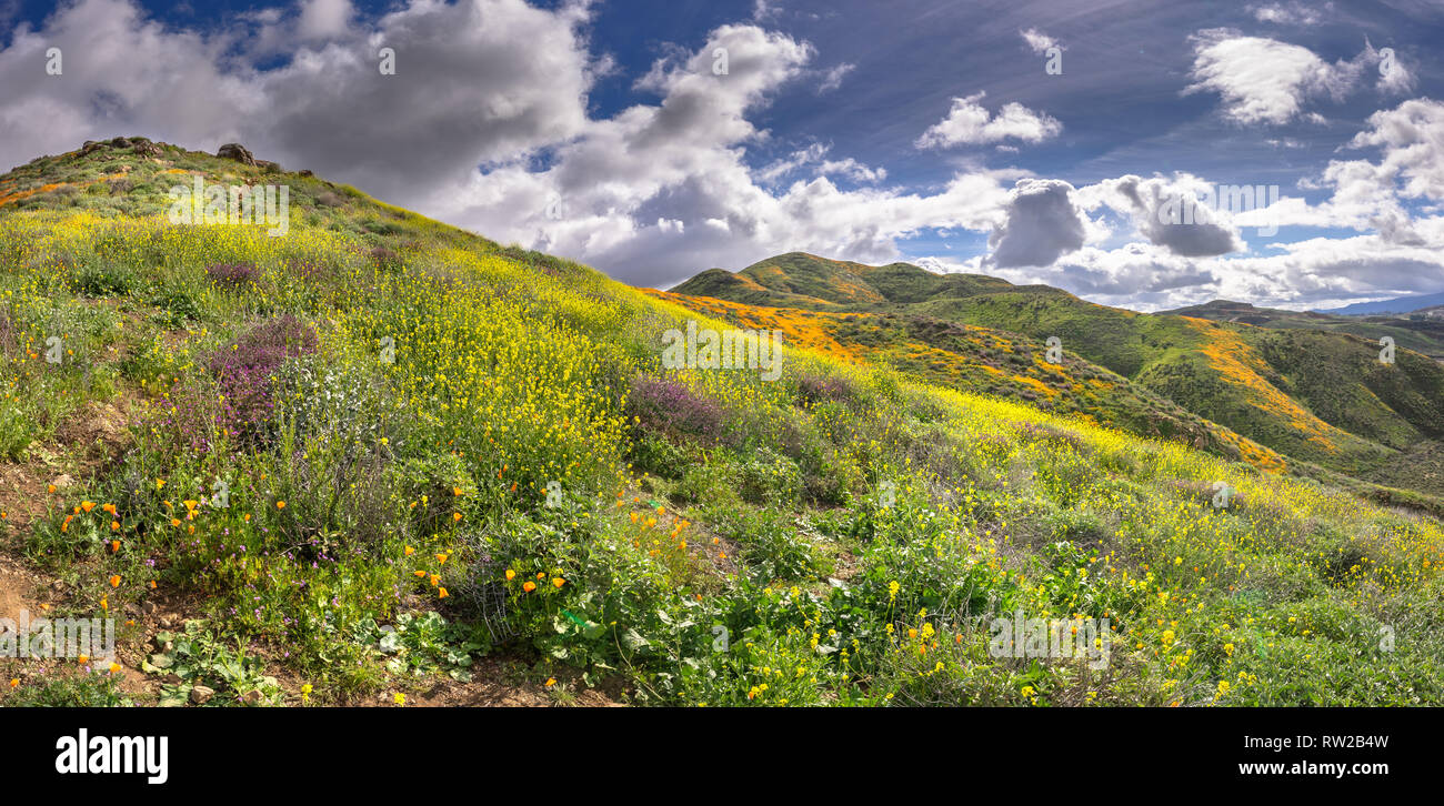 Super bloom spring wildflowers hi-res stock photography and images - Alamy