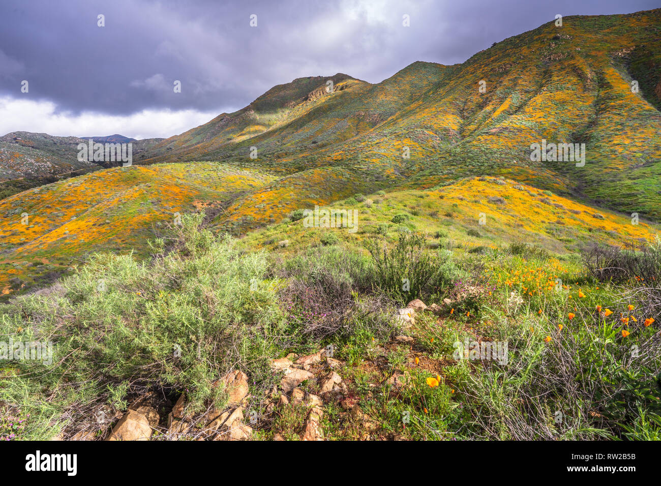 Wildflower Super Bloom Stock Photo - Alamy
