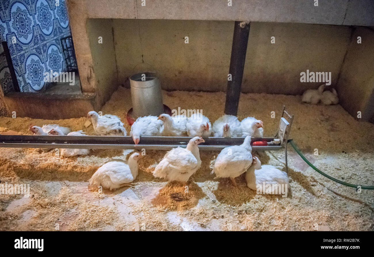 Chicken coop africa hi-res stock photography and images - Alamy