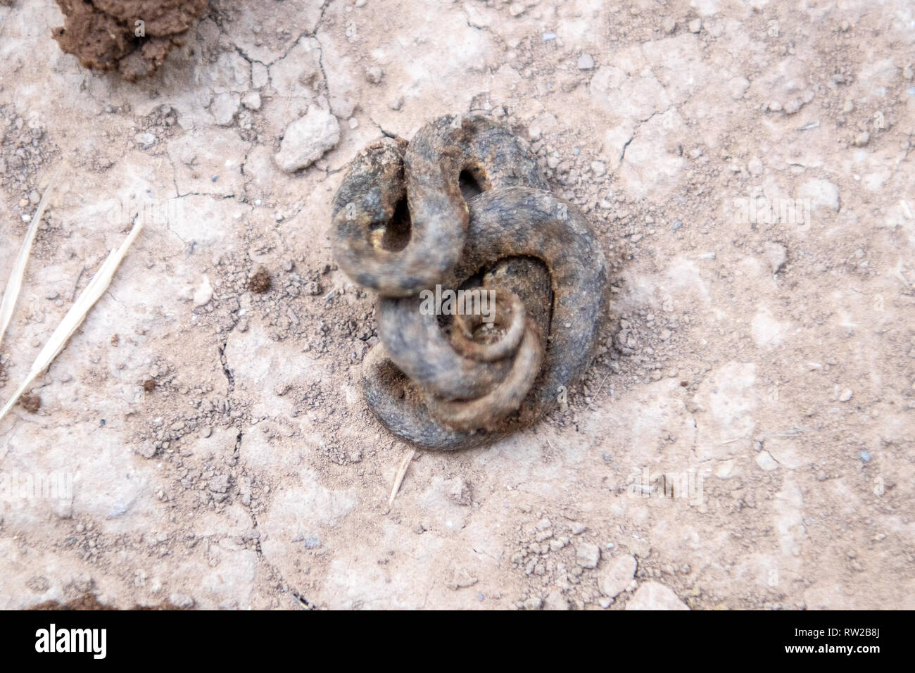 Dead snake hi-res stock photography and images - Alamy