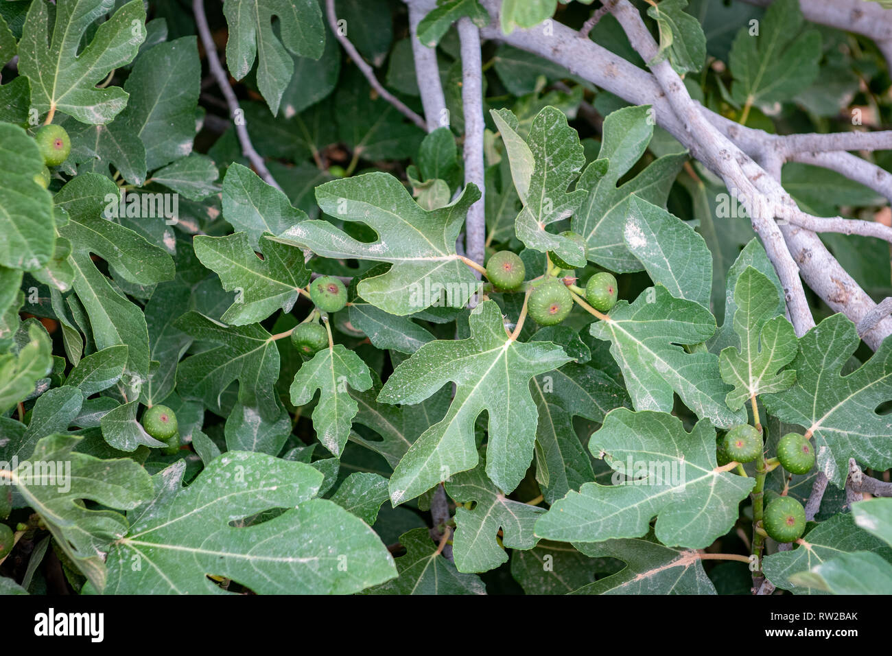 Growing figs, Dades, Morocco Stock Photo - Alamy